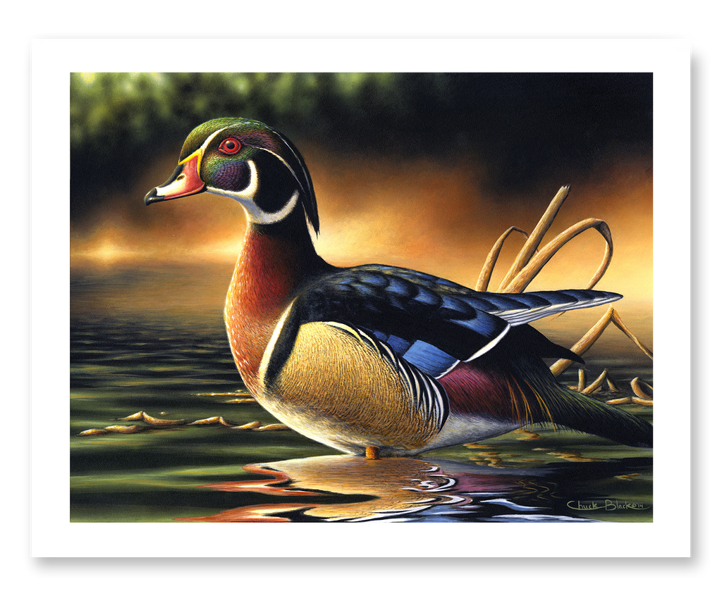 "Backwoods Marsh" - Wood Duck Art Print – Chuck Black Art