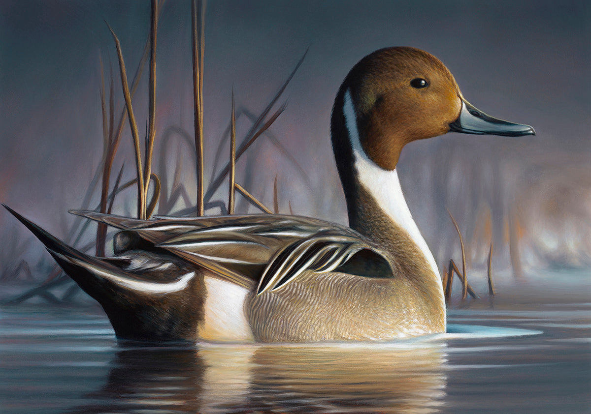 Federal Duck Stamp Art Prints – Chuck Black Art