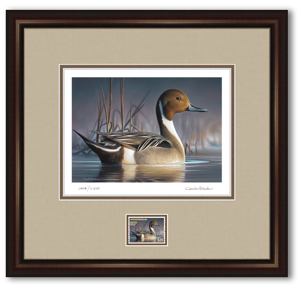 Federal Duck Stamp Art Prints – Chuck Black Art