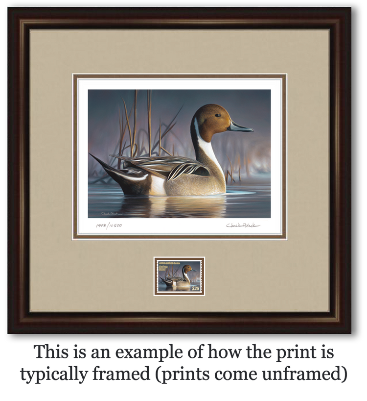 Federal Duck Stamp Art Print - Collector's Edition – Chuck Black Art