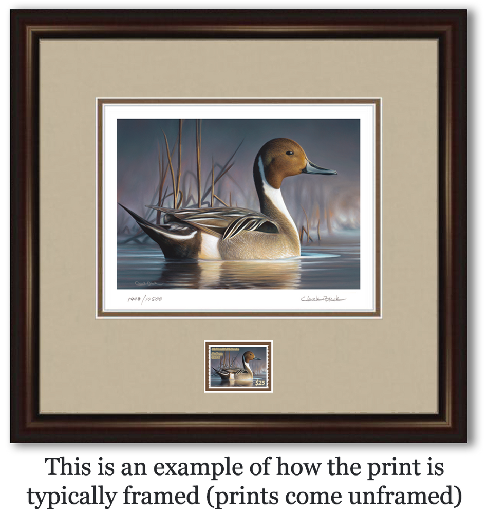 Federal Duck Stamp Art Print - Collector's Edition Artist Proof – Chuck ...