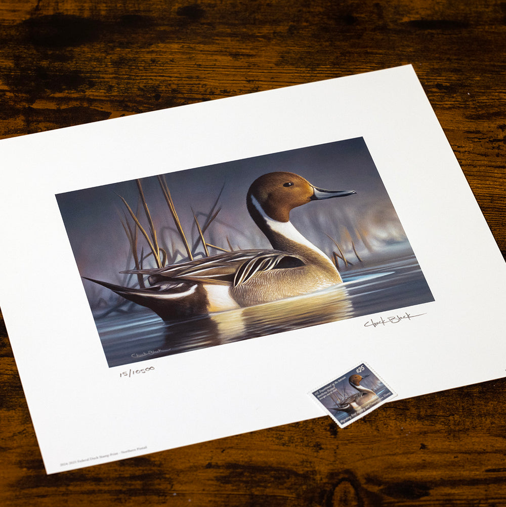 Federal Duck Stamp Art Print - Collector's Edition Artist Proof – Chuck ...