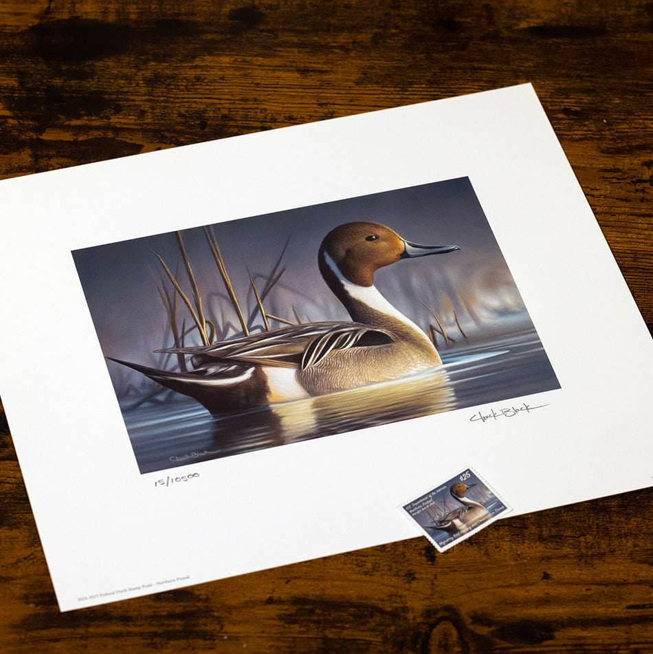 Federal Duck Stamp Art Print - Collector's Edition Artist Proof – Chuck ...