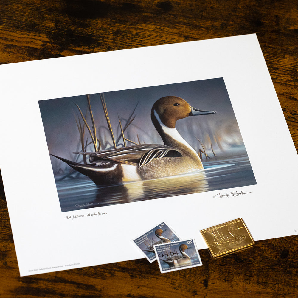 Federal Duck Stamp Art Print - Medallion Edition Artist Proof – Chuck ...