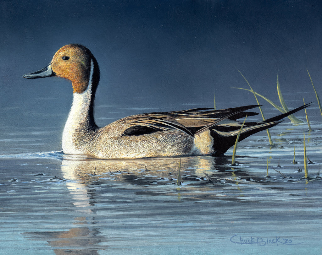 "Morning's Glow" 8x10" Pintail Waterfowl Painting – Chuck Black Art